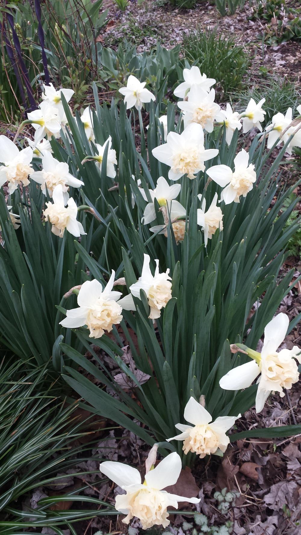 Spring Blooming Bulbs 2016 in the Bulbs forum - Garden.org