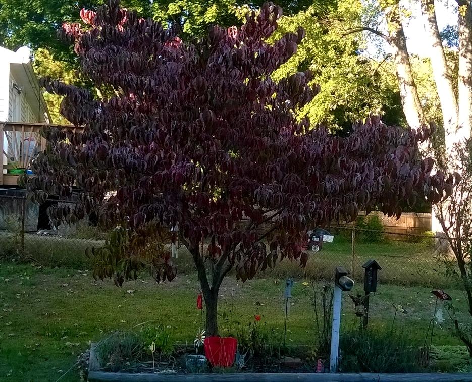 Photo of the fall color of Eastern Dogwood (Cornus florida 'Cherokee ...