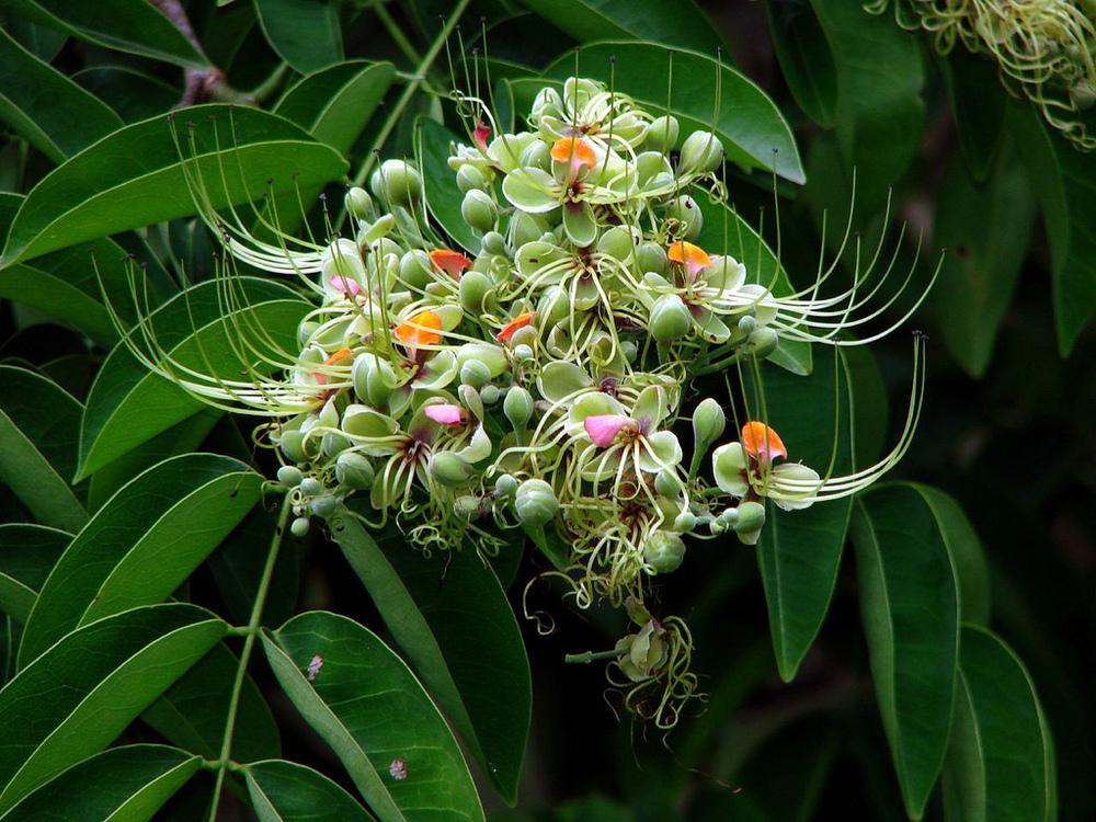 Photo of the bloom of Afzelia xylocarpa posted by robertduval14 ...