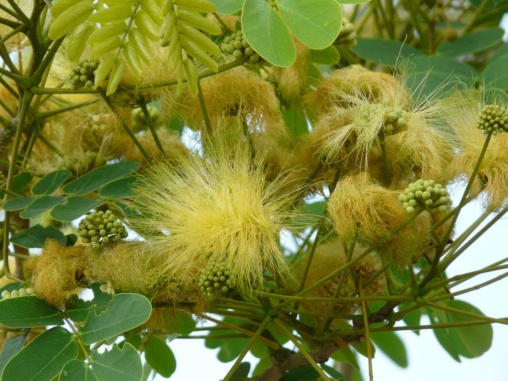 Photo of the bloom of Siris Tree (Albizia lebbeck) posted by ...