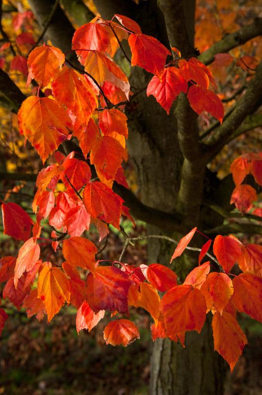 Japanese Red Maple (Acer pycnanthum) - Garden.org
