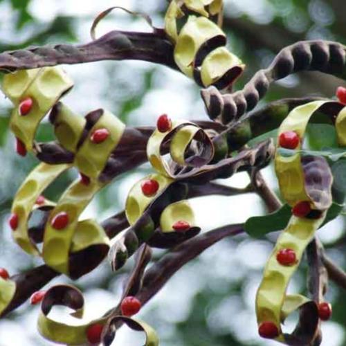 Red Bead Tree (Adenanthera microsperma) - Garden.org