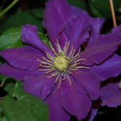 Clematis Chevalier™ in the Clematis Database - Garden.org