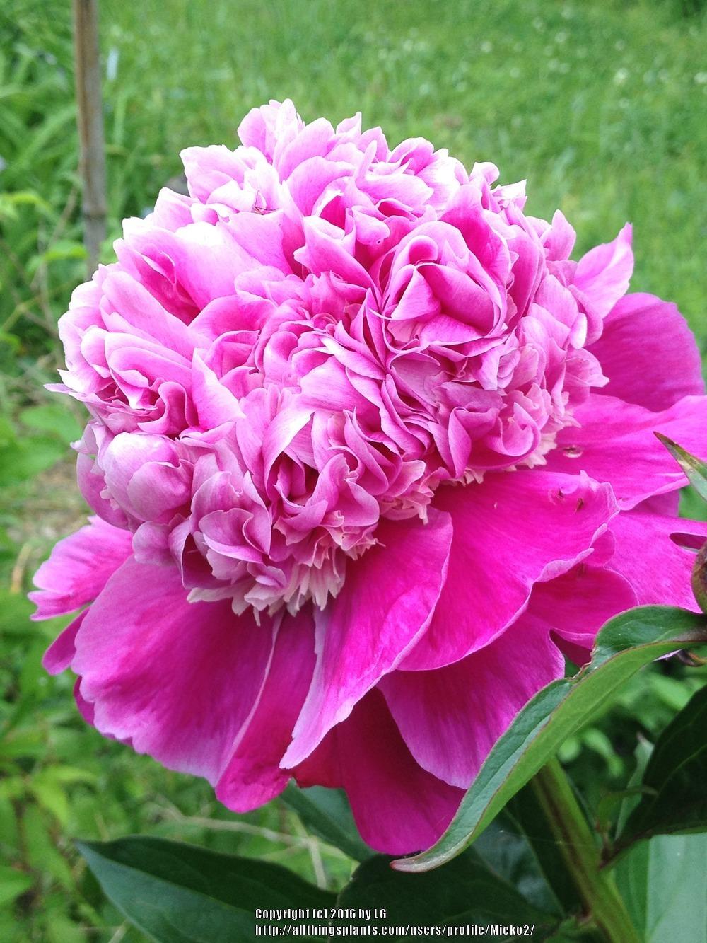 Peony (Paeonia lactiflora 'Raspberry Ice') in the Peonies Database ...