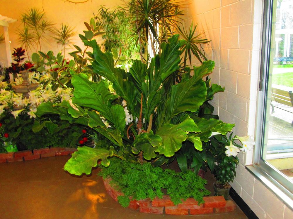 Photo of the entire plant of Anthurium cubense posted by jmorth ...