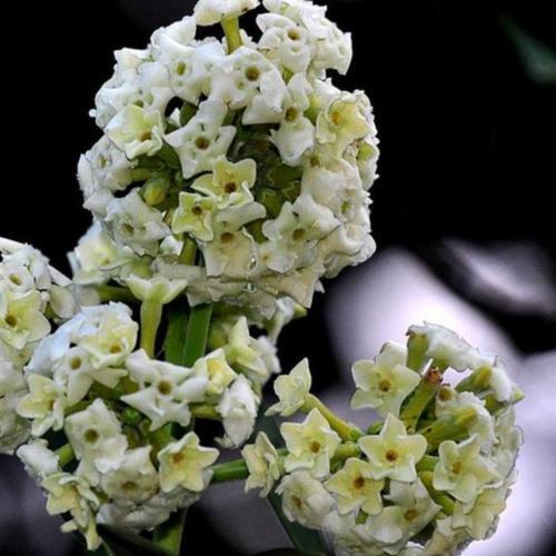 Pulai Tree (Alstonia angustiloba) - Garden.org