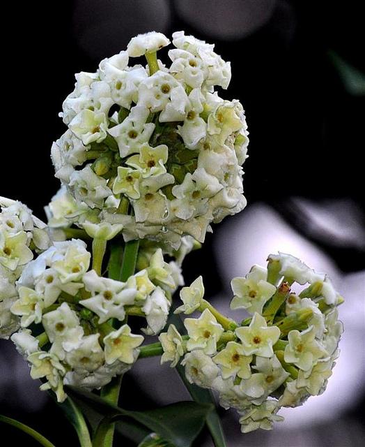Pulai Tree (Alstonia angustiloba) - Garden.org