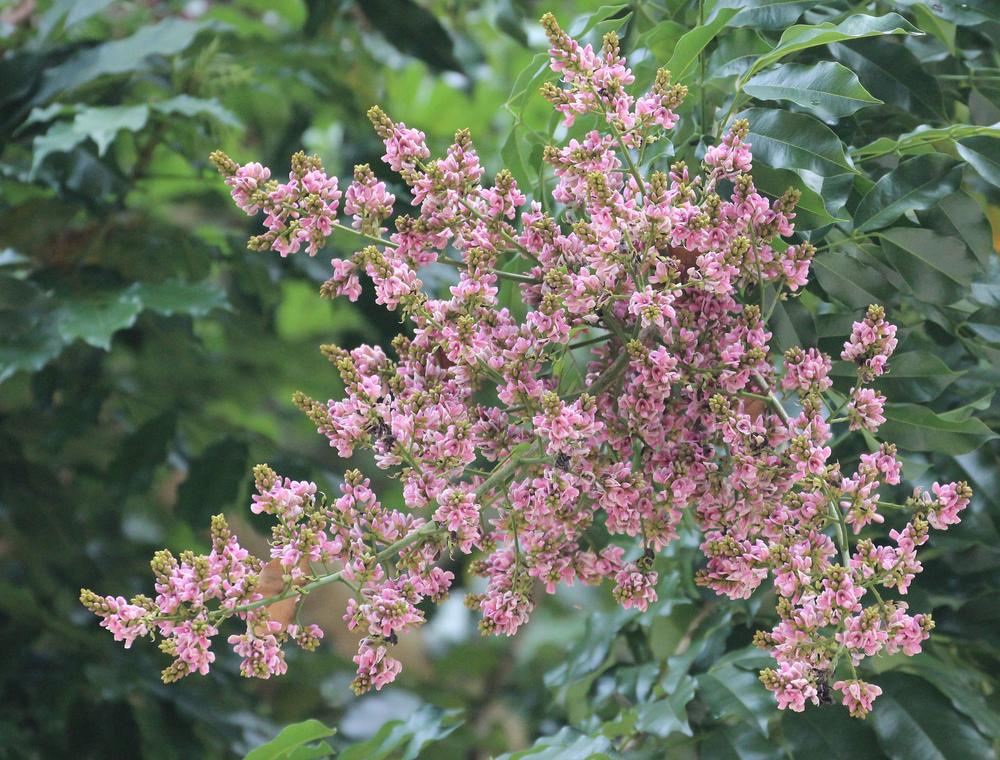 Angelin (Andira inermis) - Garden.org