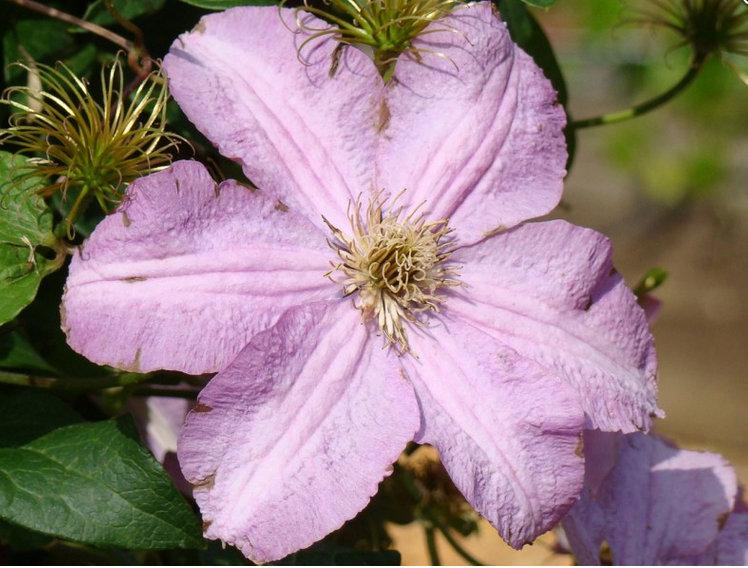 Clematis 'Danuta' in the Clematis Database - Garden.org