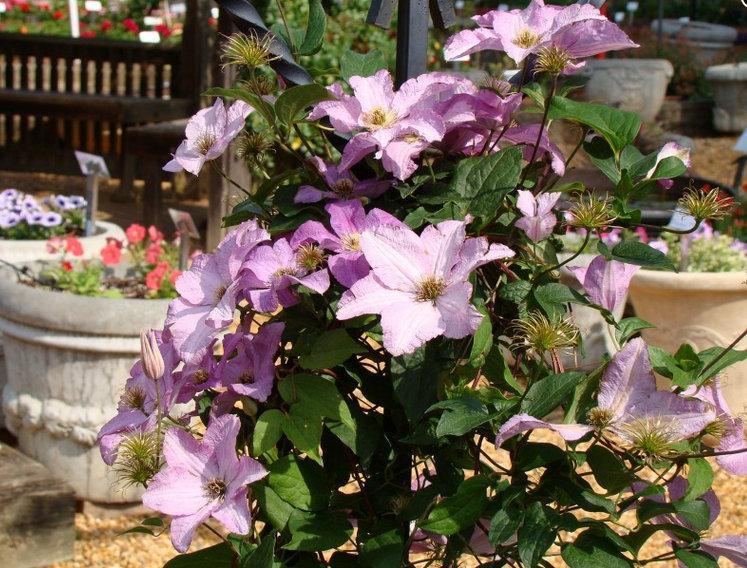 Photo of the bloom of Clematis 'Danuta' posted by Calif_Sue - Garden.org