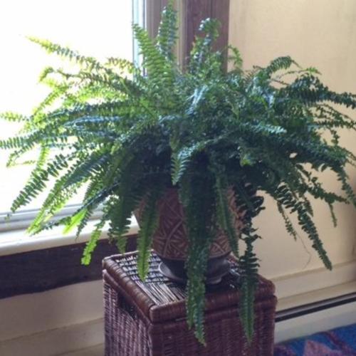 Compact Boston Fern (Nephrolepis exaltata 'Bostoniensis Compacta ...