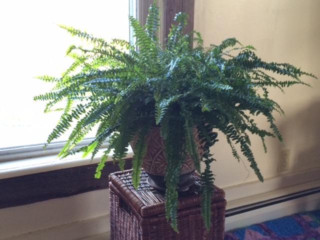 Compact Boston Fern (Nephrolepis exaltata 'Bostoniensis Compacta ...