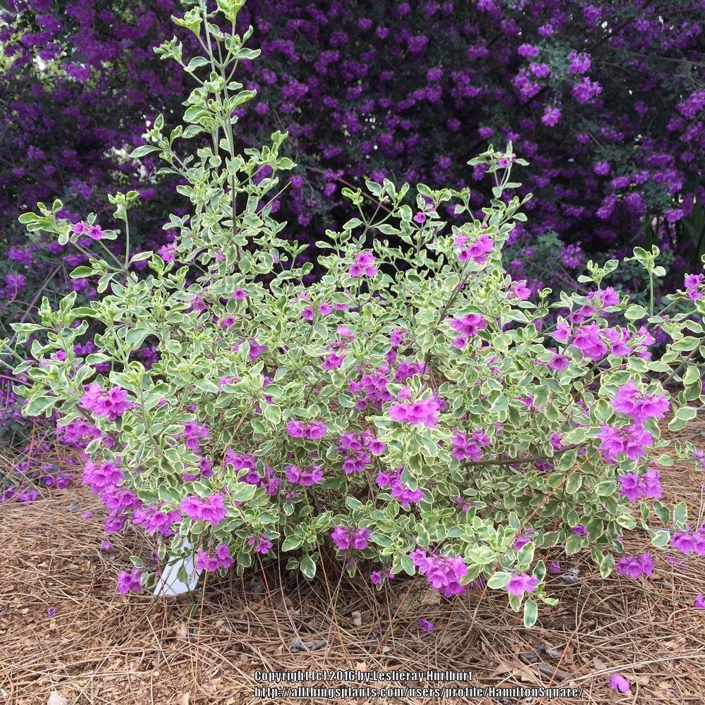 Photo of the entire plant of Variegated Mint Bush (Prostanthera ...