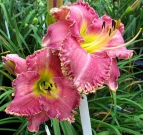 Photo of the bloom of Daylily (Hemerocallis 'Northern Fancy') posted by Sscape - Garden.org