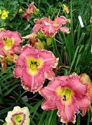 Photo of the bloom of Daylily (Hemerocallis 'Northern Fancy') posted by Sscape - Garden.org