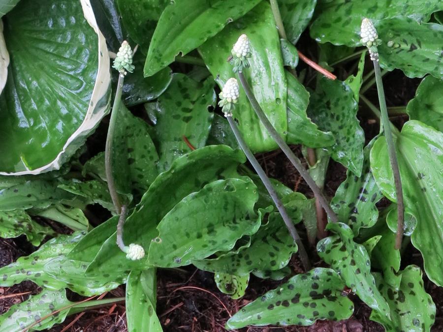 Photo of the entire plant of African Hosta (Drimiopsis maculata) posted ...
