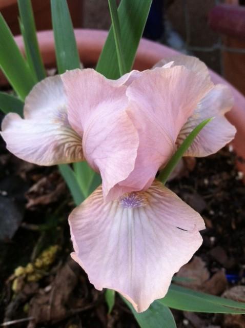 Miniature Tall Bearded Iris (Iris 'New Encore') in the Irises Database ...