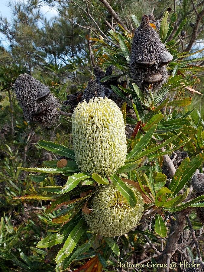 Photo of the bloom of Wallum Banksia Tree (Banksia aemula) posted by ...
