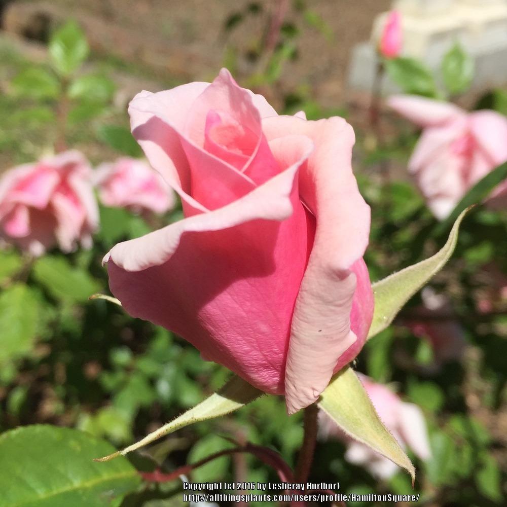 Rose (Rosa 'Susan Louise') in the Roses Database - Garden.org