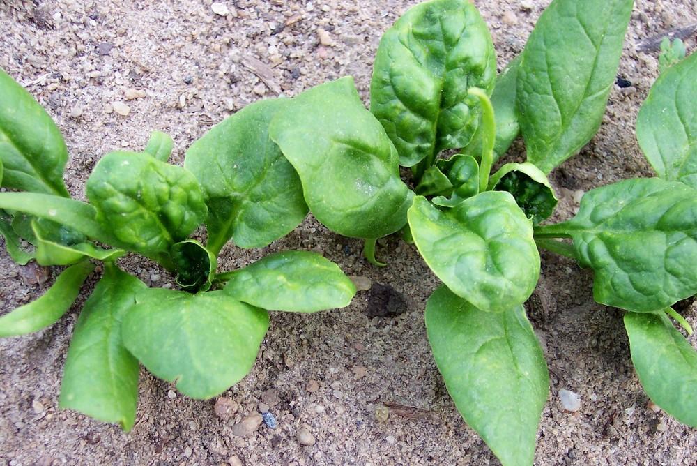 Photo of the entire plant of Spinach (Spinacia oleracea 'Giant Noble ...