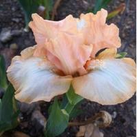 Standard Dwarf Bearded Iris (Iris 'Naples Syrup') in the Irises ...