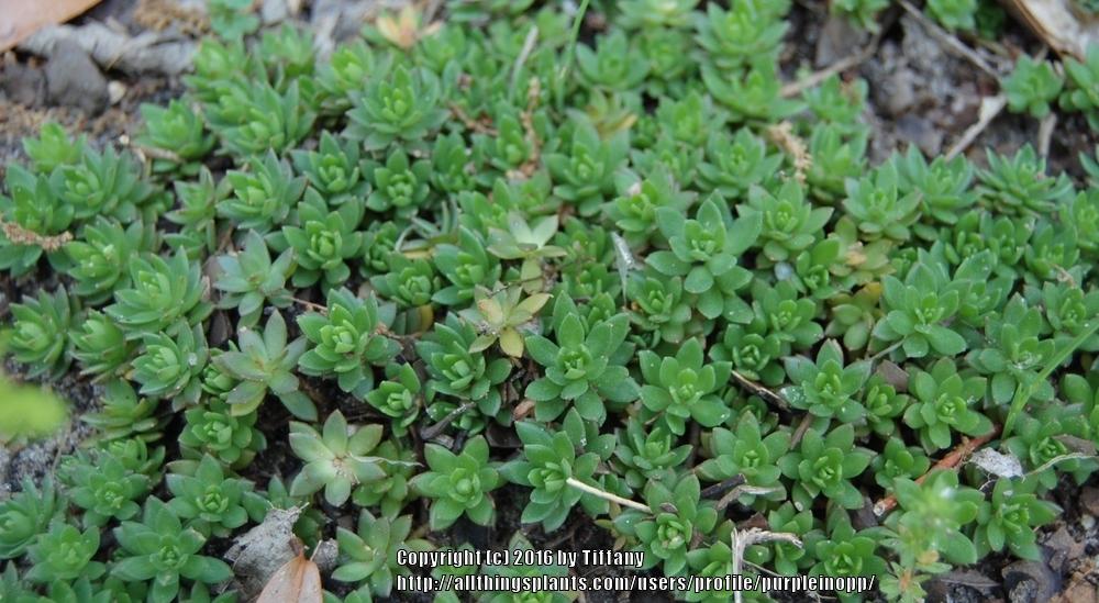 Photo of the emerging growth of Stringy Stonecrop (Sedum sarmentosum ...