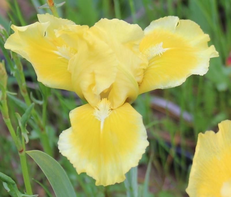 Standard Dwarf Bearded Iris (Iris 'Yellow Girl') in the Irises Database ...