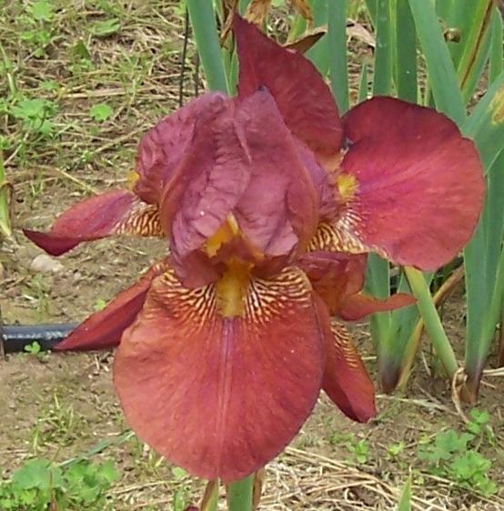 Tall Bearded Iris (Iris 'War Dance') in the Irises Database - Garden.org
