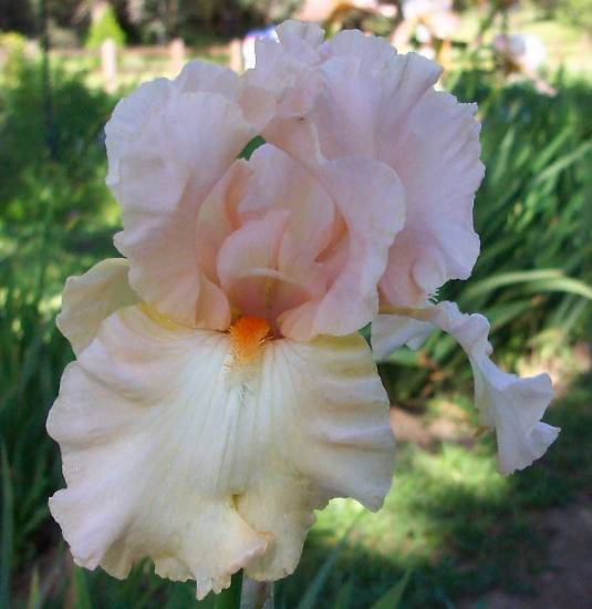 Photo of the bloom of Tall Bearded Iris (Iris 'Zoe') posted by Calif ...