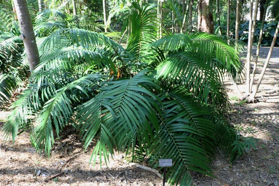 Photo of the entire plant of Bamboo Cycad (Ceratozamia mexicana) posted ...