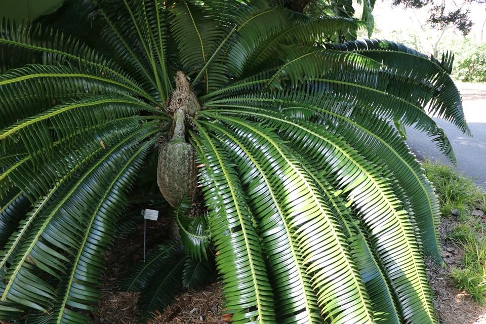 Dioon Mejiae