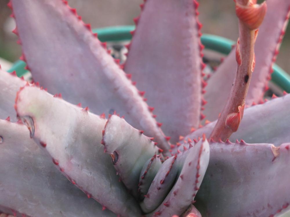 Photo of the leaves of Aloe (Aloe conifera) posted by Baja_Costero ...