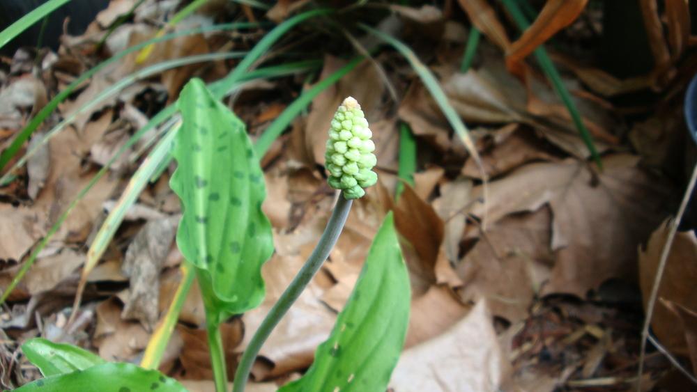 African Hosta (Drimiopsis maculata) - Garden.org