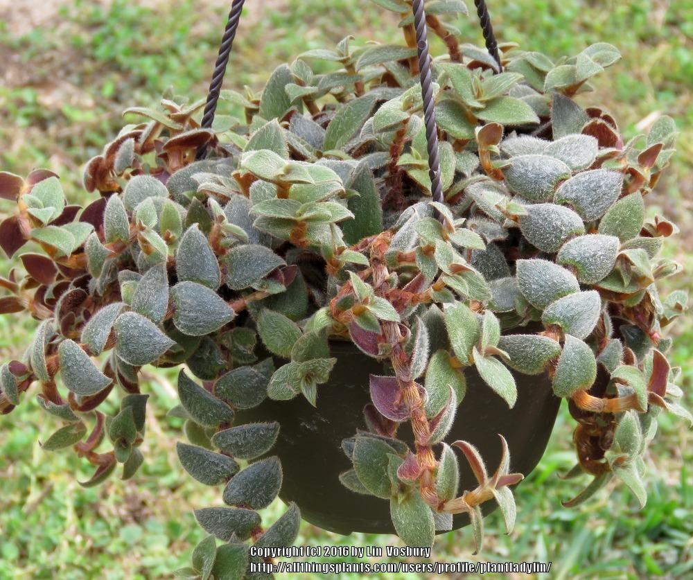 Photo of the entire plant of Teddy Bear Vine (Cyanotis beddomei) posted ...