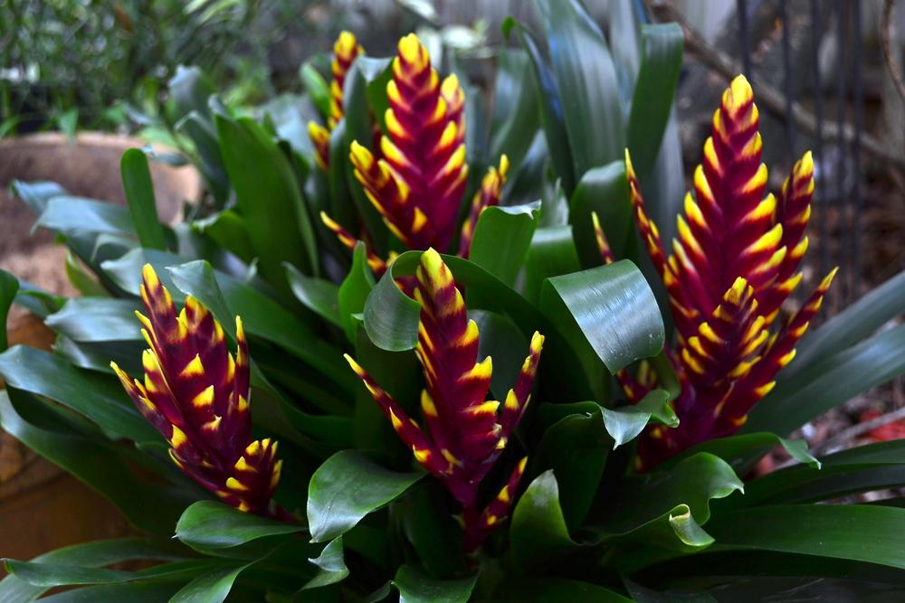 Bromeliad (Vriesea 'Vogue') - Garden.org