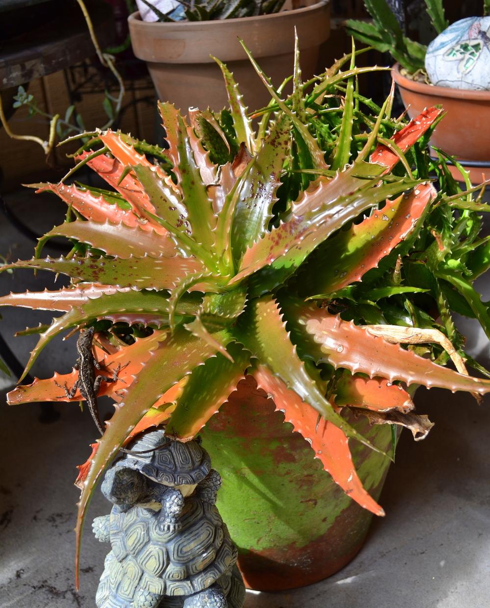 Photo of the entire plant of Sunset Aloe (Aloe dorotheae) posted by ...