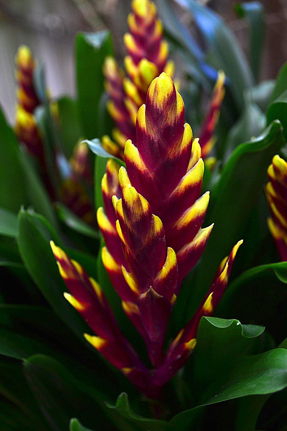 Photo of the bloom of Bromeliad (Vriesea 'Vogue') posted by sunkissed ...
