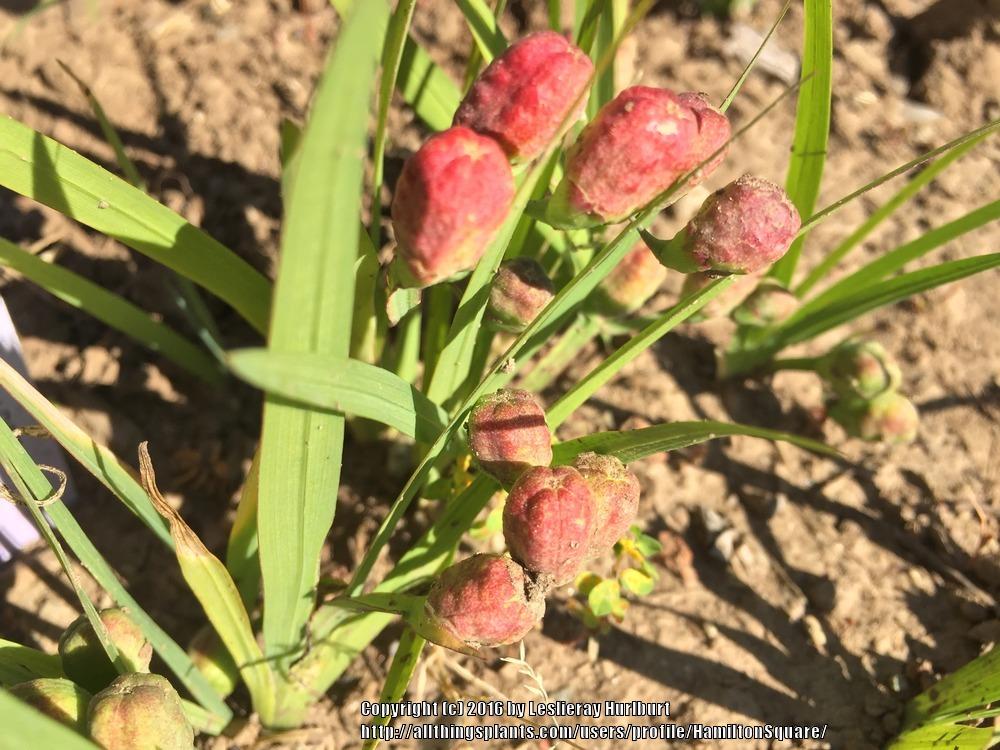 Photo of the seed pods or heads of Freesia (Freesia viridis) posted by ...