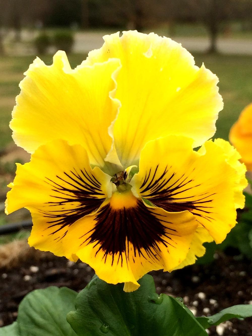 Photo of the bloom of Violet (Viola cornuta 'Frizzle Sizzle Mix ...