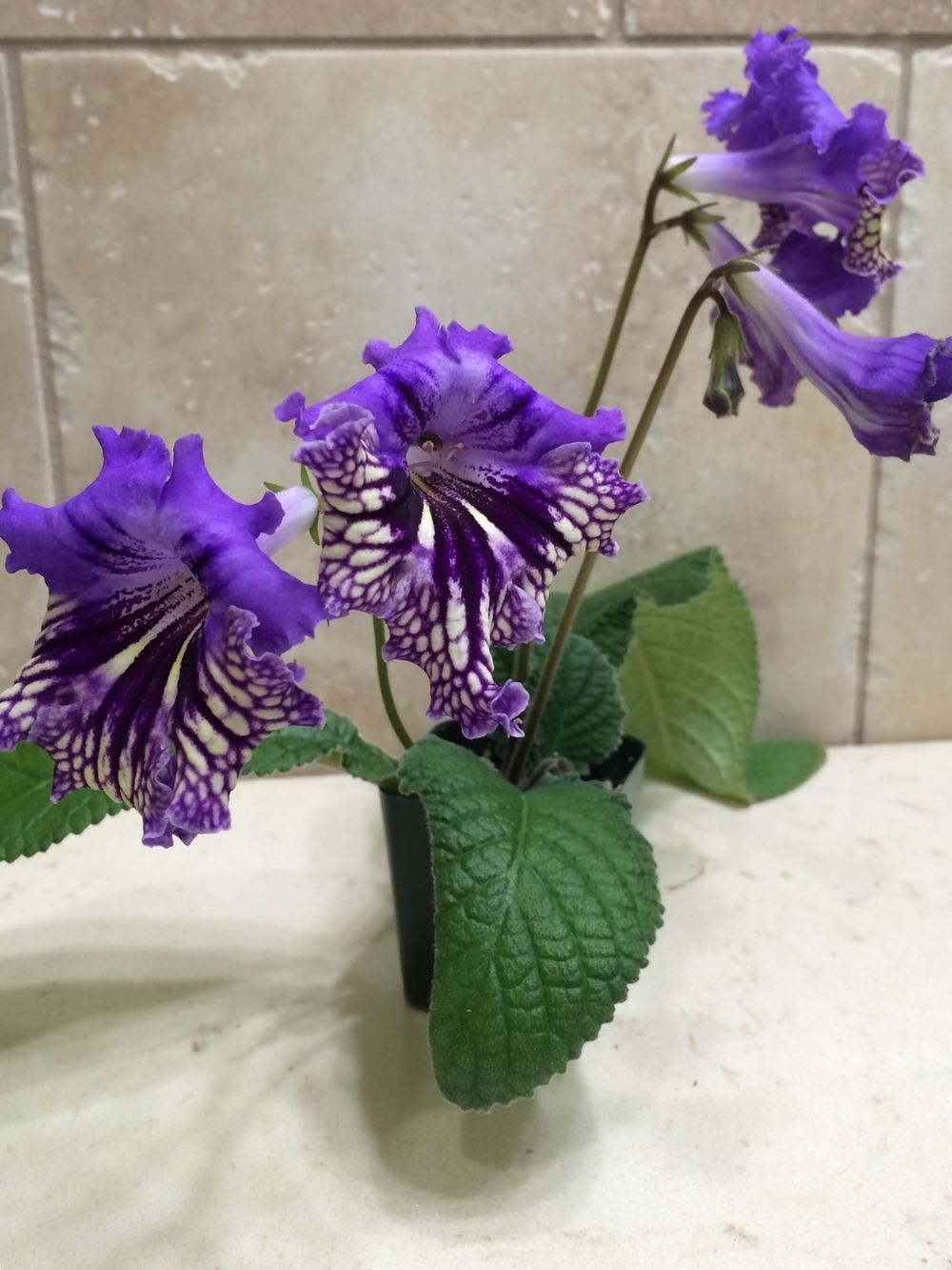 Photo of the entire plant of Cape Primrose (Streptocarpus 'Geronimo ...
