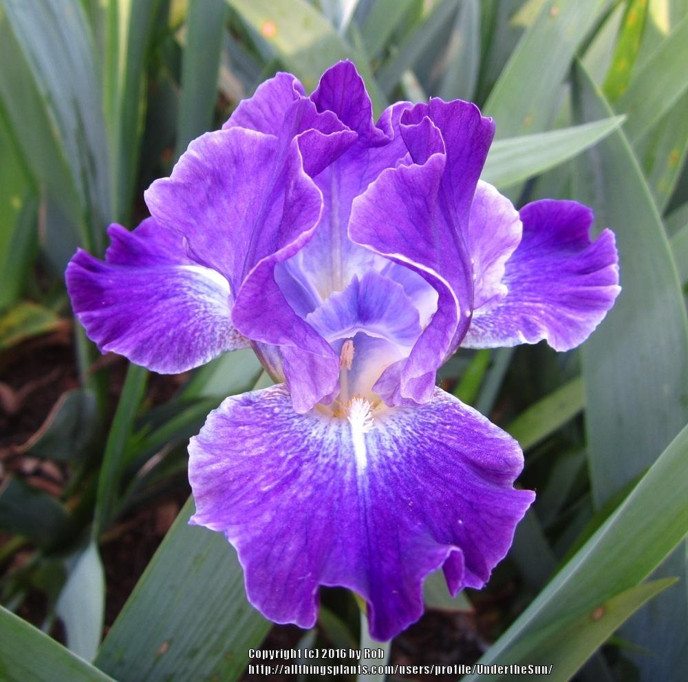 Intermediate Bearded Iris (Iris 'Sparkling') in the Irises Database ...