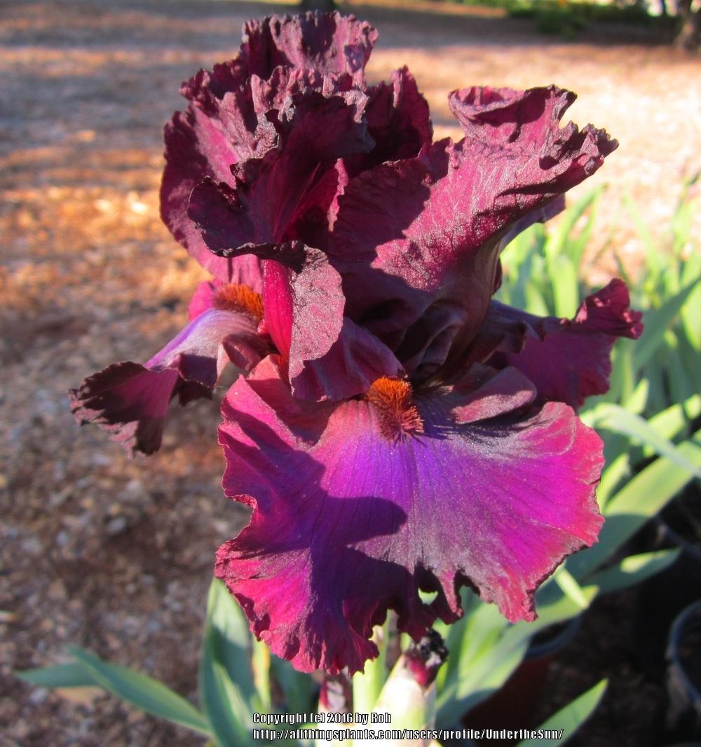 Photo of the bloom of Tall Bearded Iris (Iris 'Candy Apple Classic ...