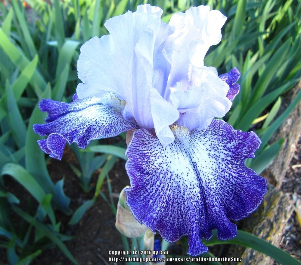 Photo of the bloom of Tall Bearded Iris (Iris 'Splashacata') posted by UndertheSun - Garden.org