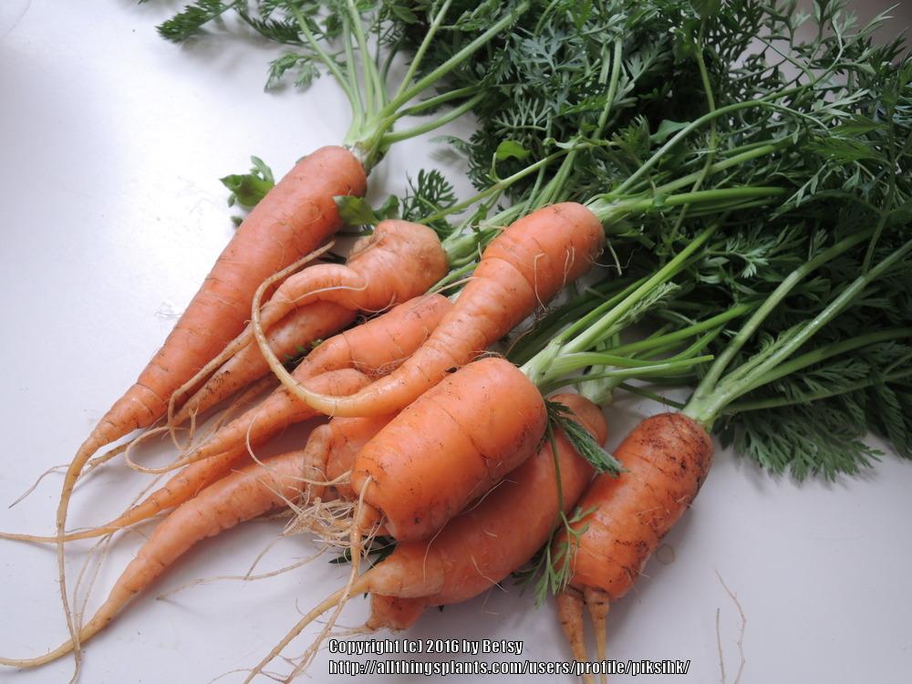 Carrots: Plant Care and Collection of Varieties - Garden.org