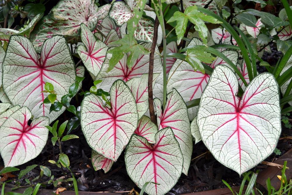 Photo of the habitat view of Fancy-leaf Caladium (Caladium 'Florida ...