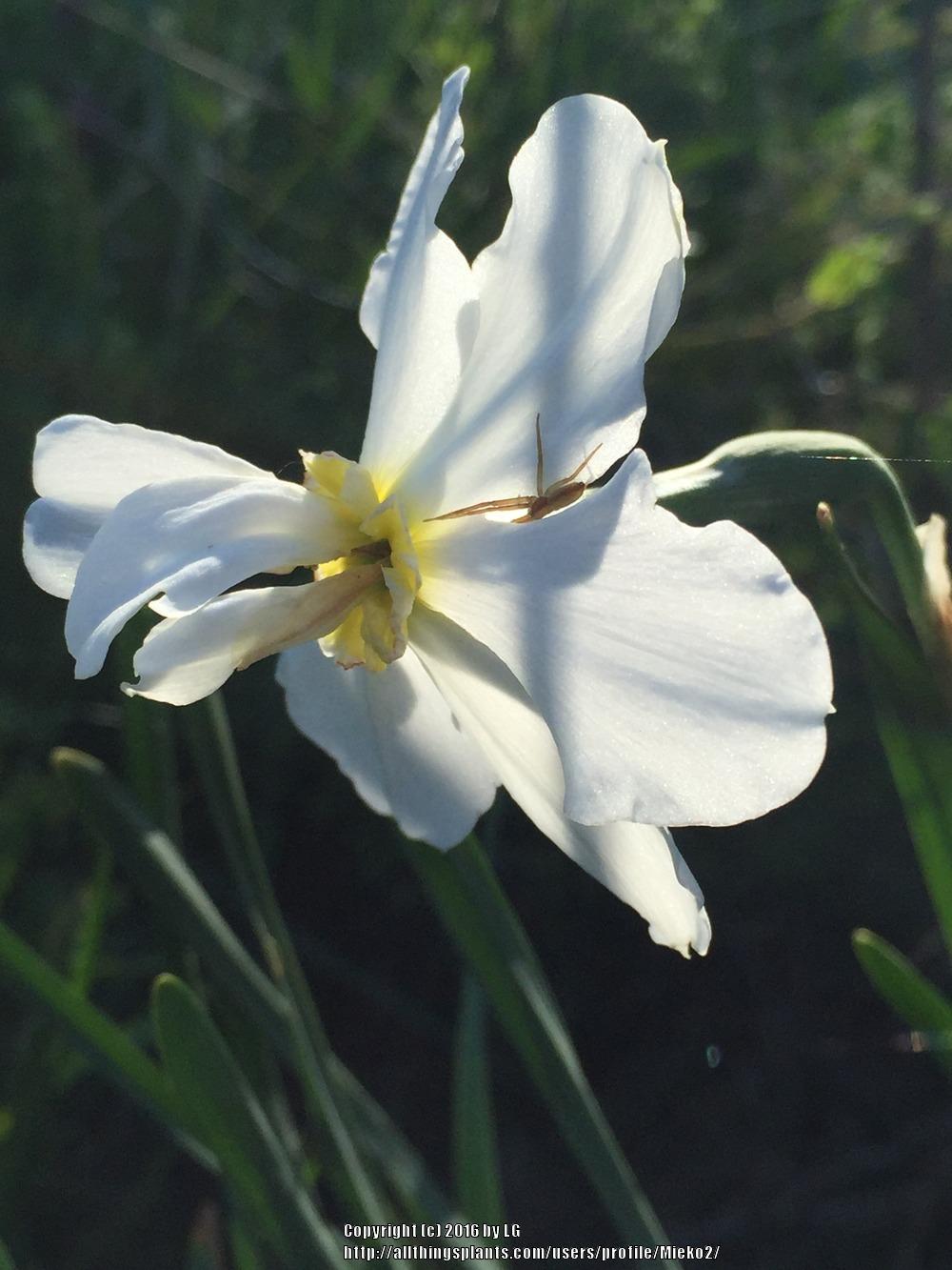 Small Cupped Daffodil (Narcissus 'Daphne') in the Daffodils Database ...