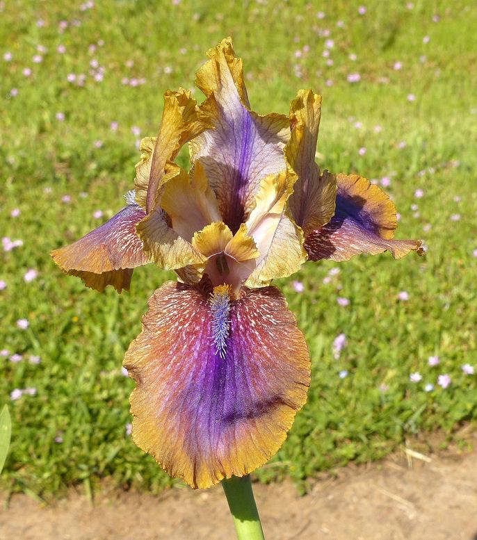 Photo of the bloom of Arilbred Iris (Iris 'Eastern Blush') posted by ...