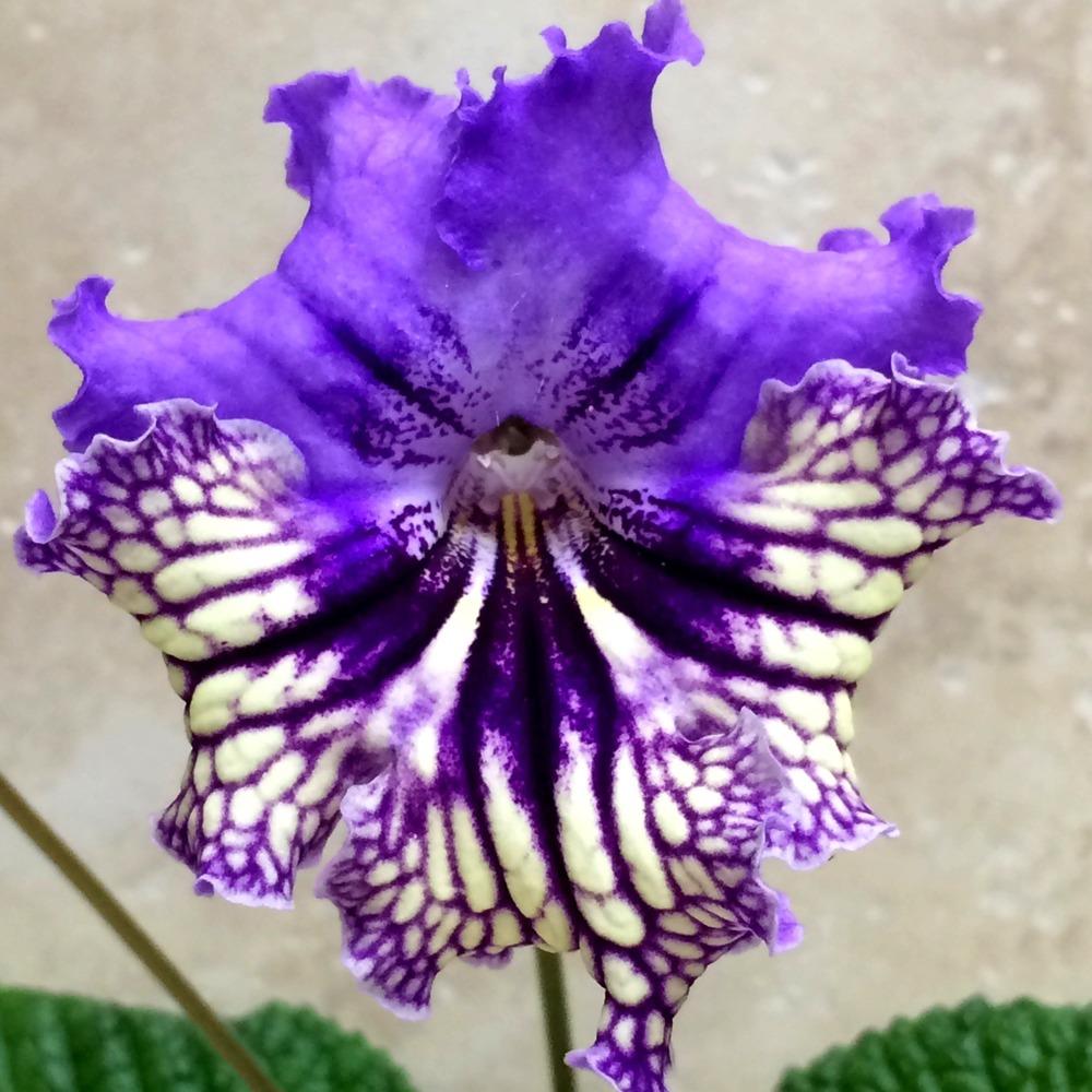 Photo of the bloom of Cape Primrose (Streptocarpus 'Geronimo') posted ...