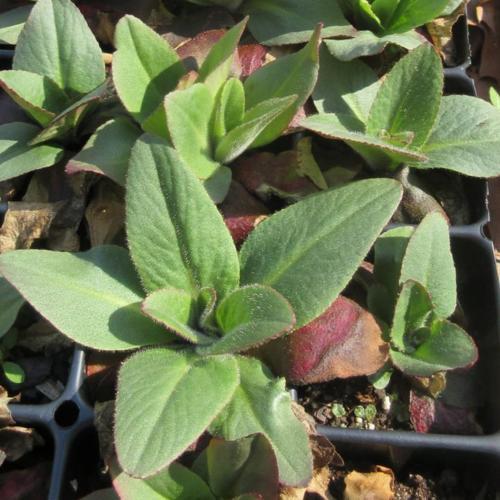 Eastern Swamp Saxifrage (Micranthes pensylvanica) - Garden.org