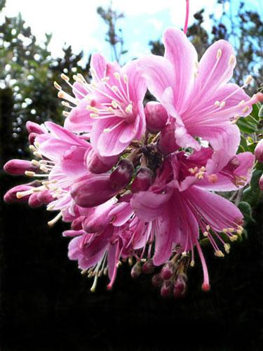Bejaria aestuans - Garden.org